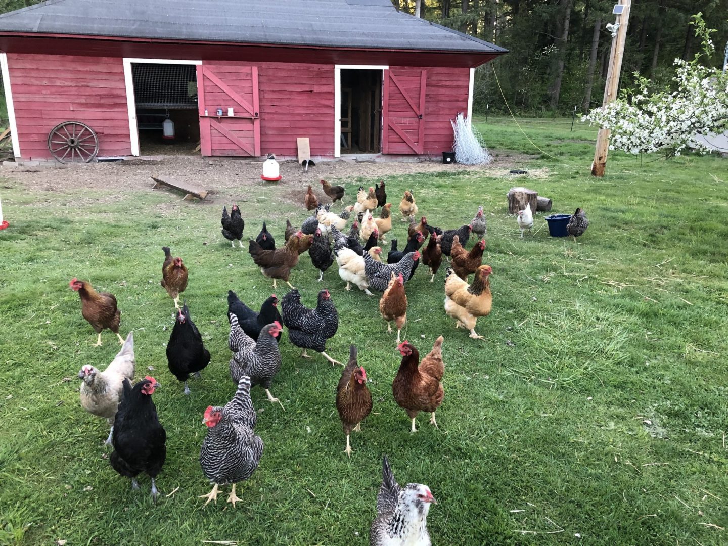 We have too many chickens! - Ryan Family Farm